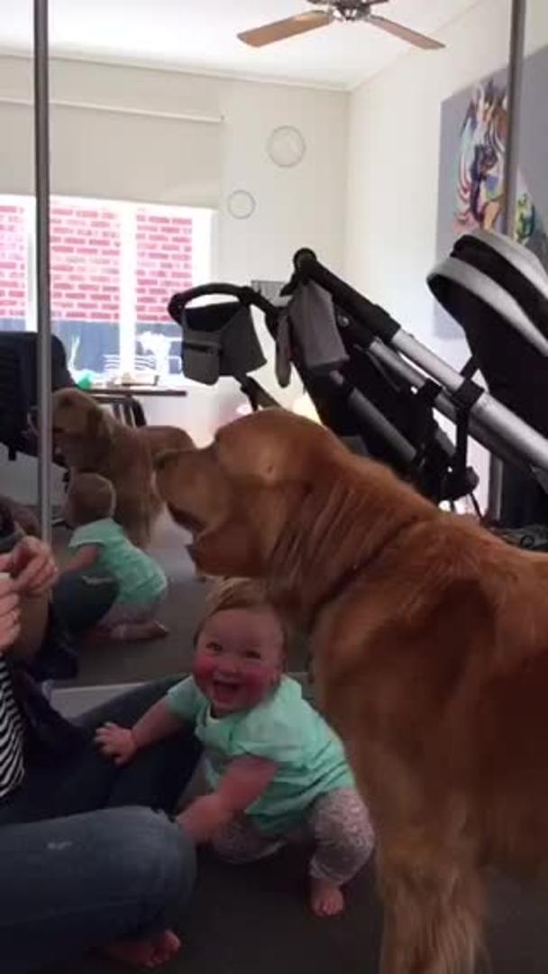 Baby Laughs at Dog Eating Bubbles | Jukin Licensing