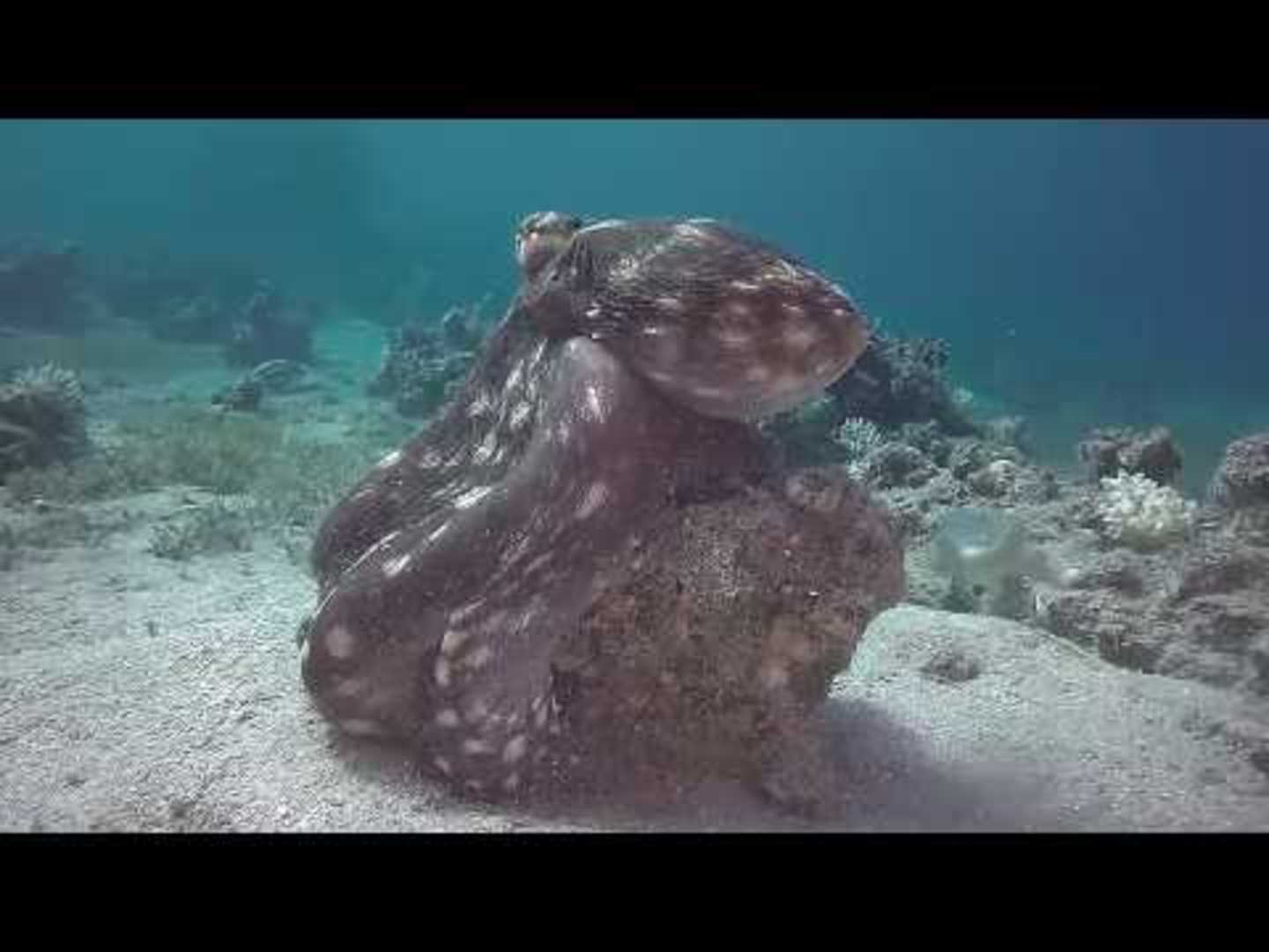 Diver Observes Octopus Hunting Underwater | Jukin Licensing