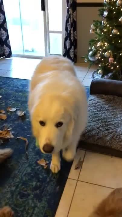 Dogs Busted Rummaging Through Garbage | Jukin Licensing