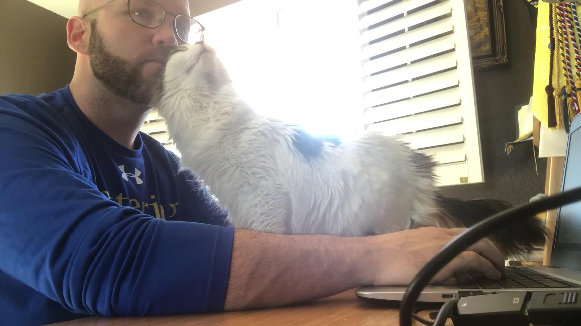 Cat Interrupts Owner Working at Computer for Cuddles | Jukin Licensing