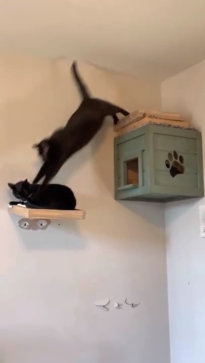 Cat Breaks Shelf by Jumping Over it While Their Cat Friend Was Lounging ...