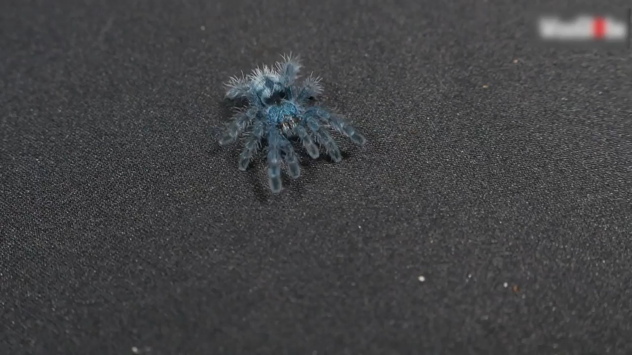 Neon Blue Tarantula Crawls Across Carpet | Jukin Licensing