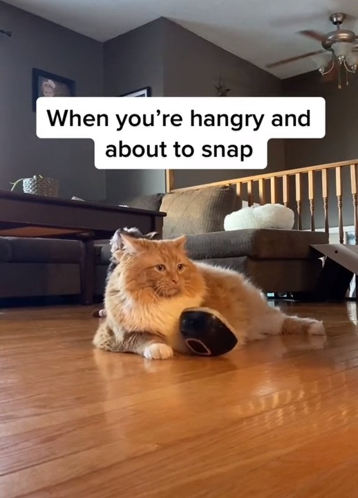 Cat Rocks Bowl on Floor to Ask for Food | Jukin Licensing