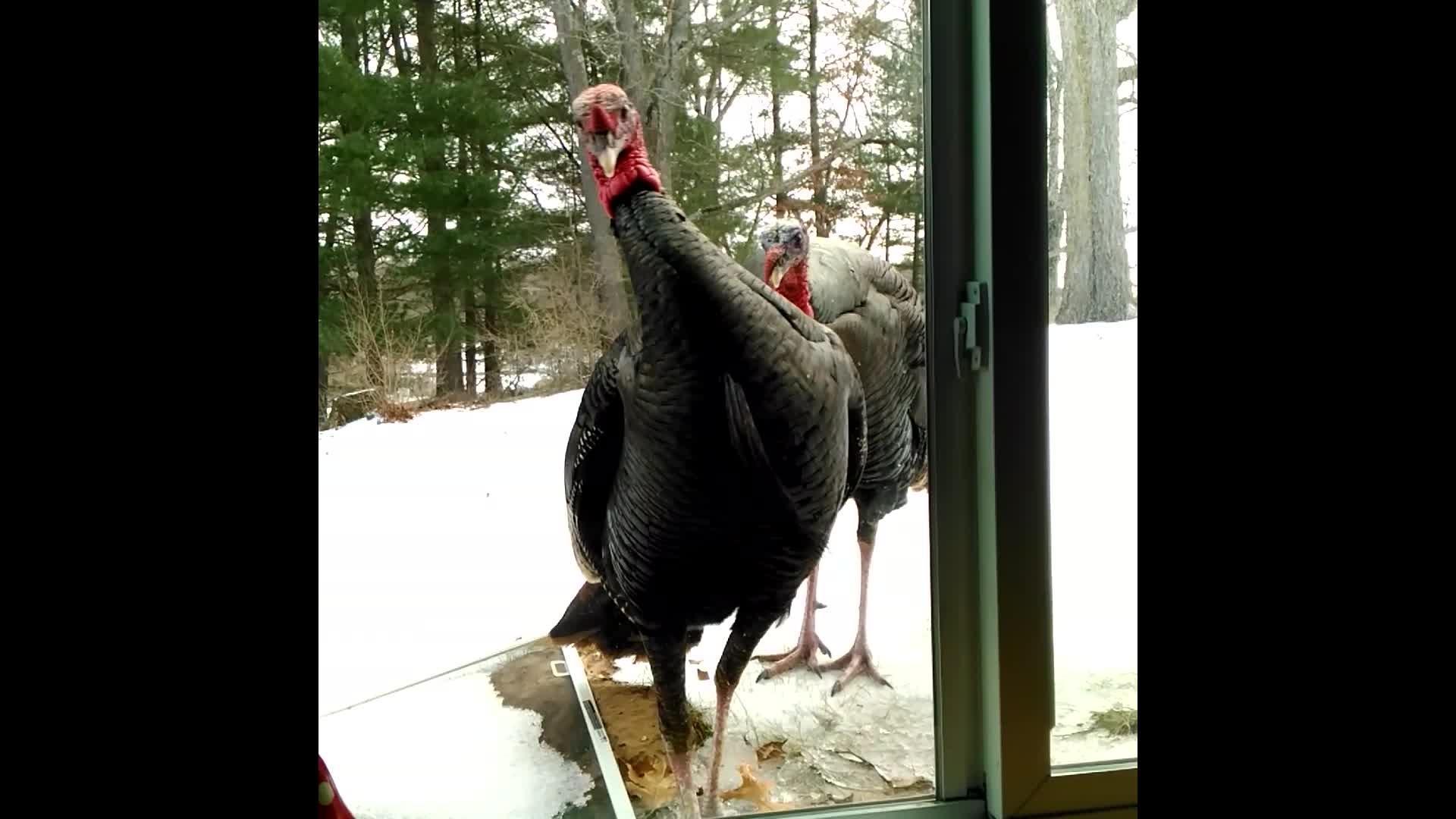 Wild Turkeys Knock on Window | Jukin Licensing