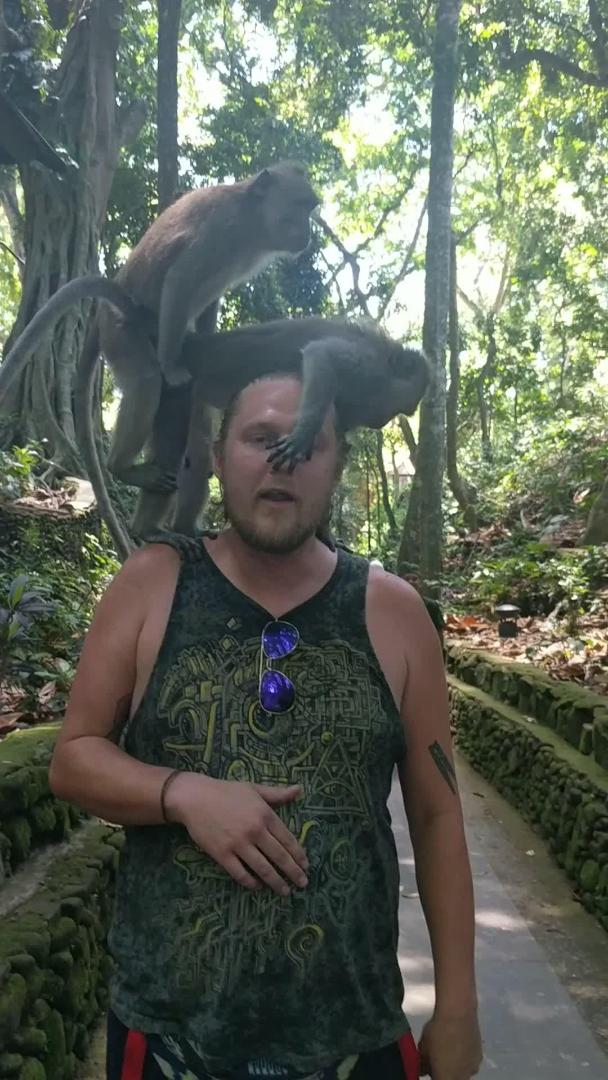 Two Monkeys Hump While Standing on Tourist's Shoulders | Jukin Licensing