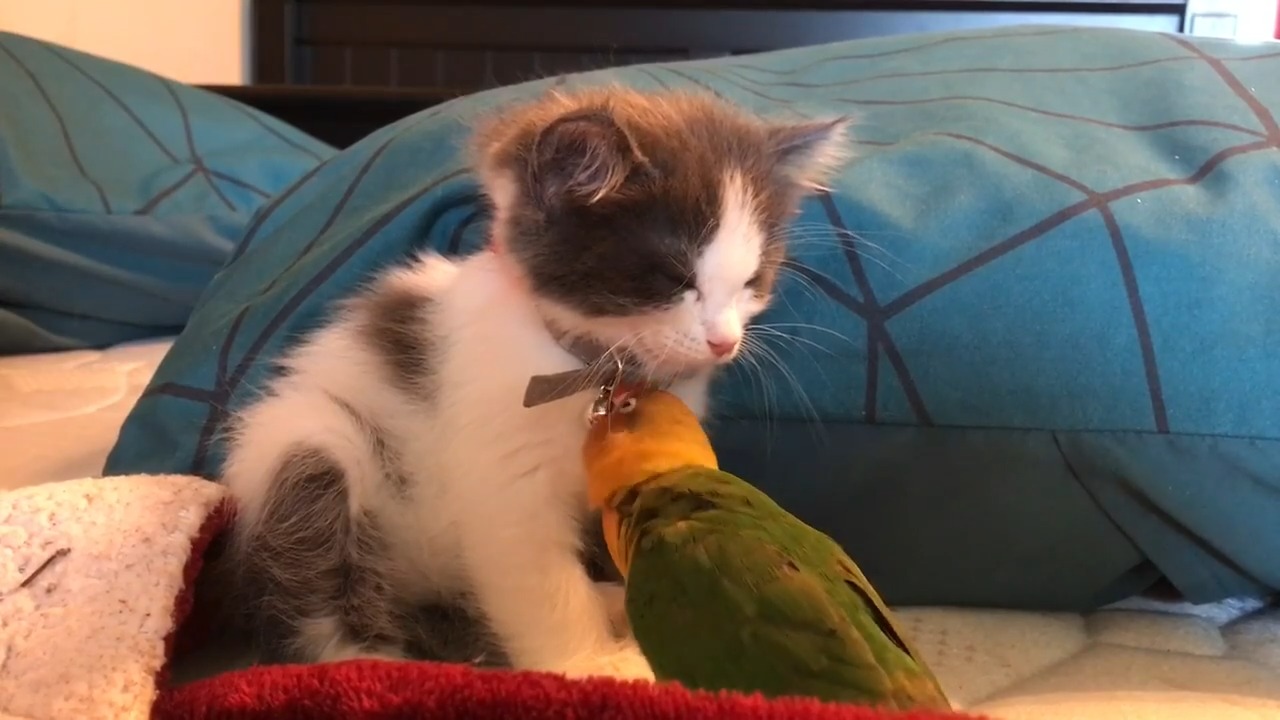 Parrot Plays with Sleepy Kitty's Bling | Jukin Licensing