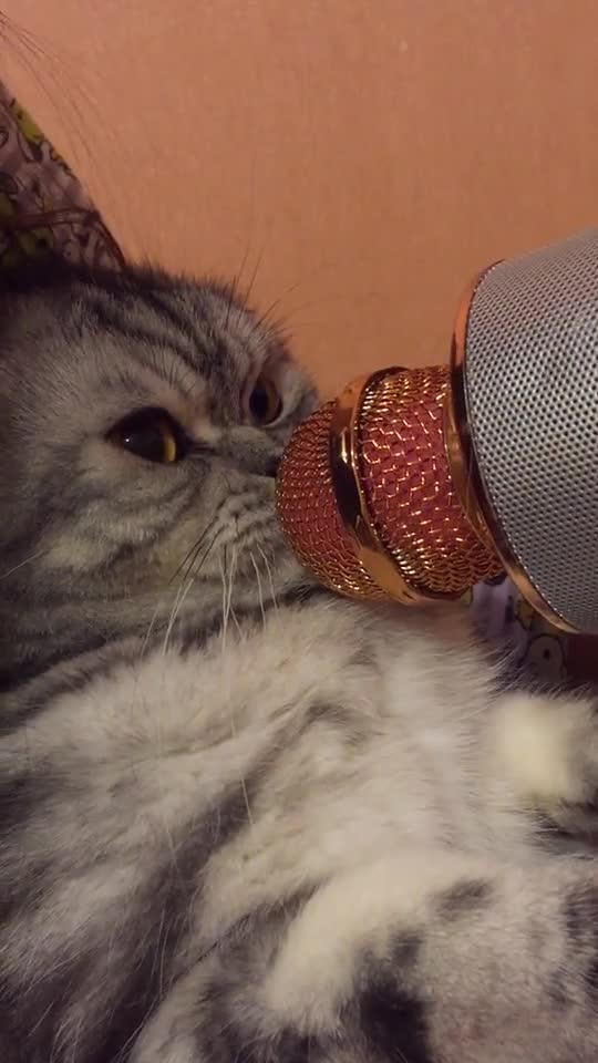 Cat Funnily Meows Into Microphone and Gets Scared | Jukin Licensing