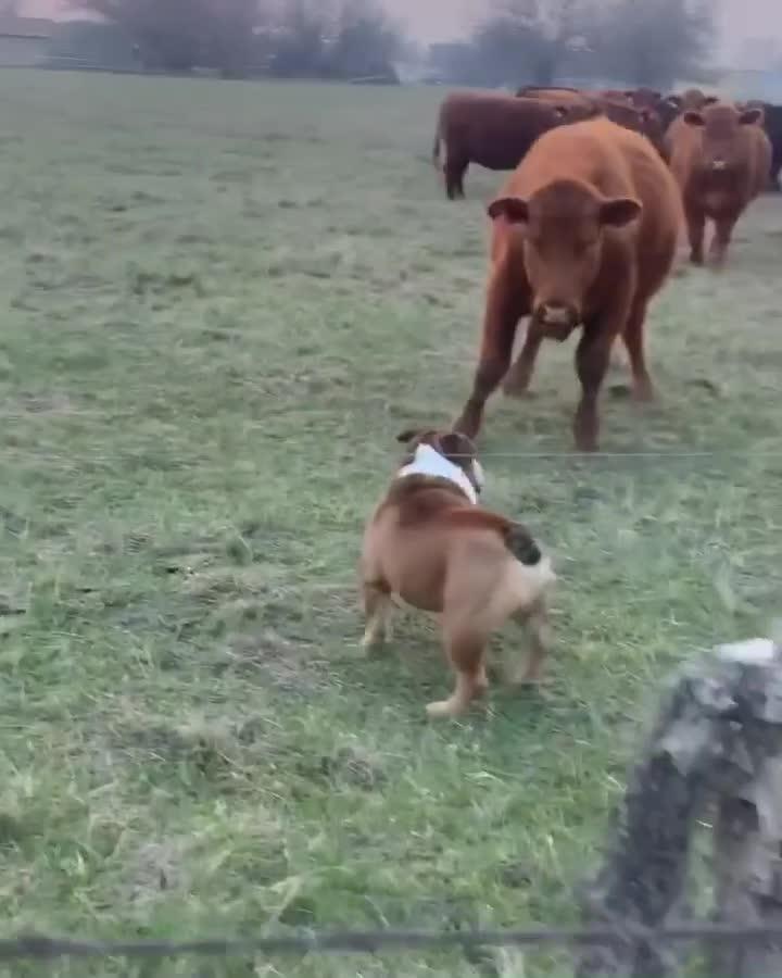 Bulldog Plays With Herd of Cows in Field | Jukin Licensing