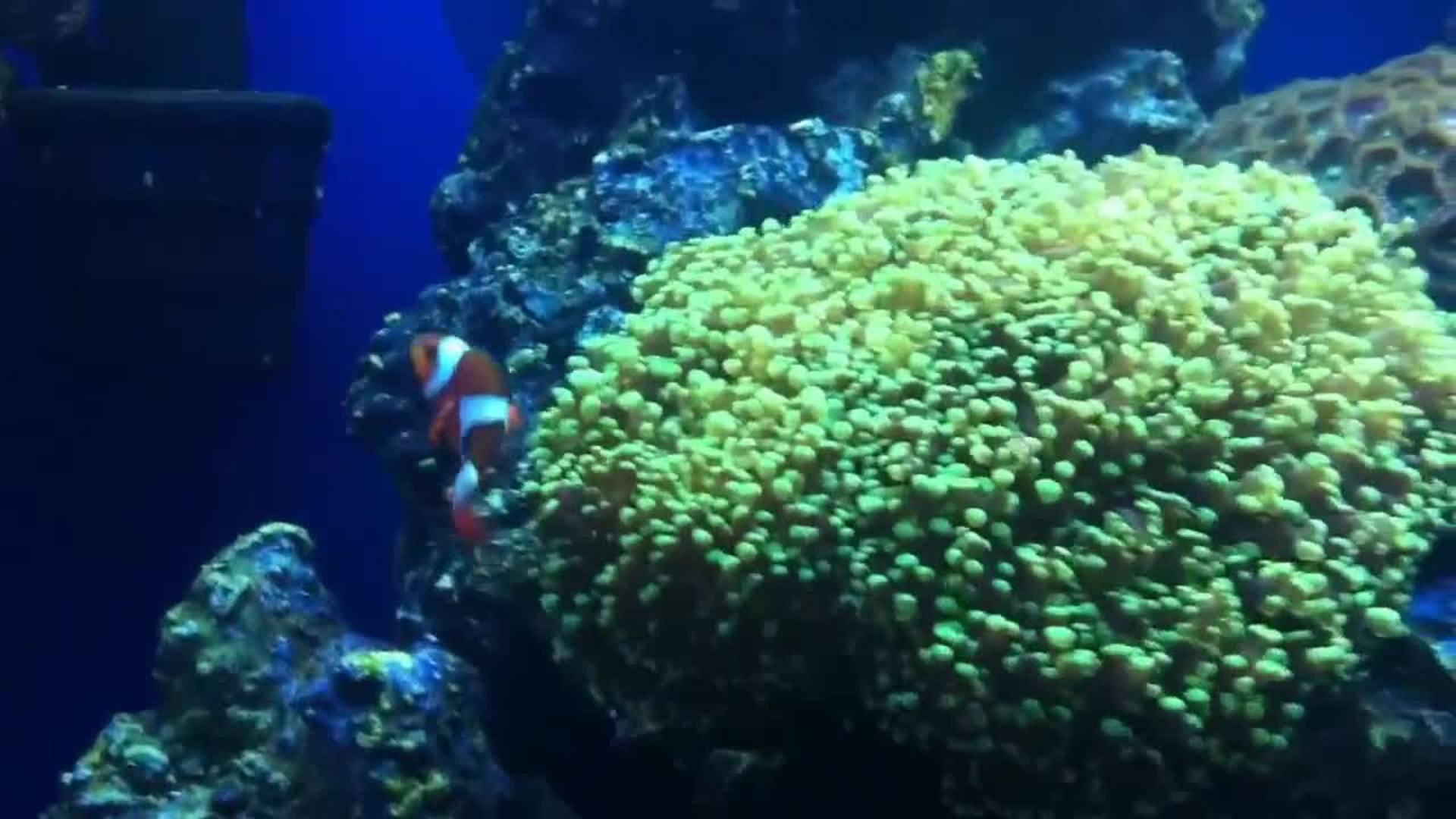 Finding Nemo Fishtank Surprise | Jukin Licensing