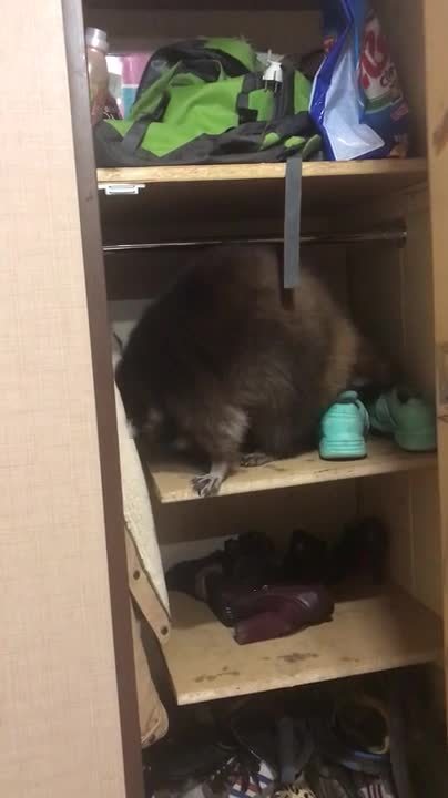 Russian Raccoon Needs Rescuing | Jukin Licensing