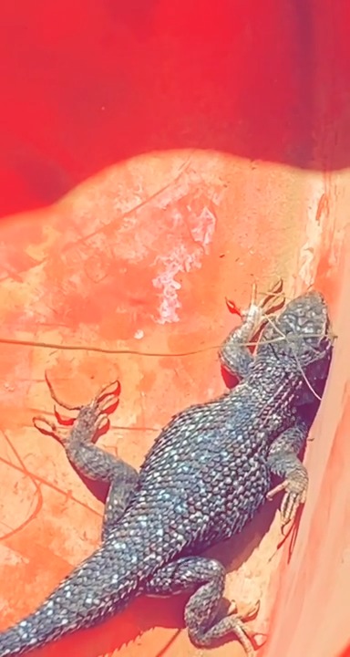 Woman Demonstrates Catching Lizard With a Blade of Grass | Jukin Licensing