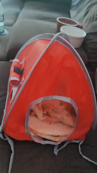 Tiny Tent for Pet Rat | Jukin Licensing