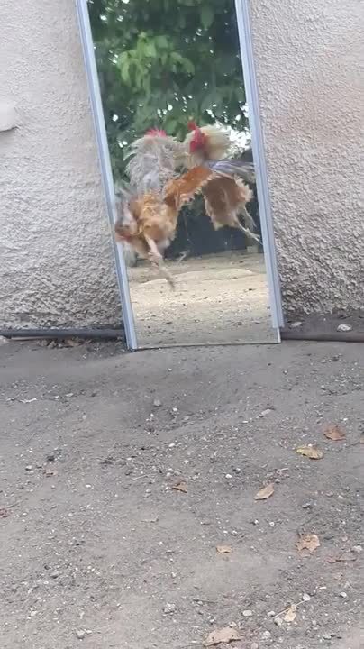 Rooster Gets Rowdy with Mirror | Jukin Licensing