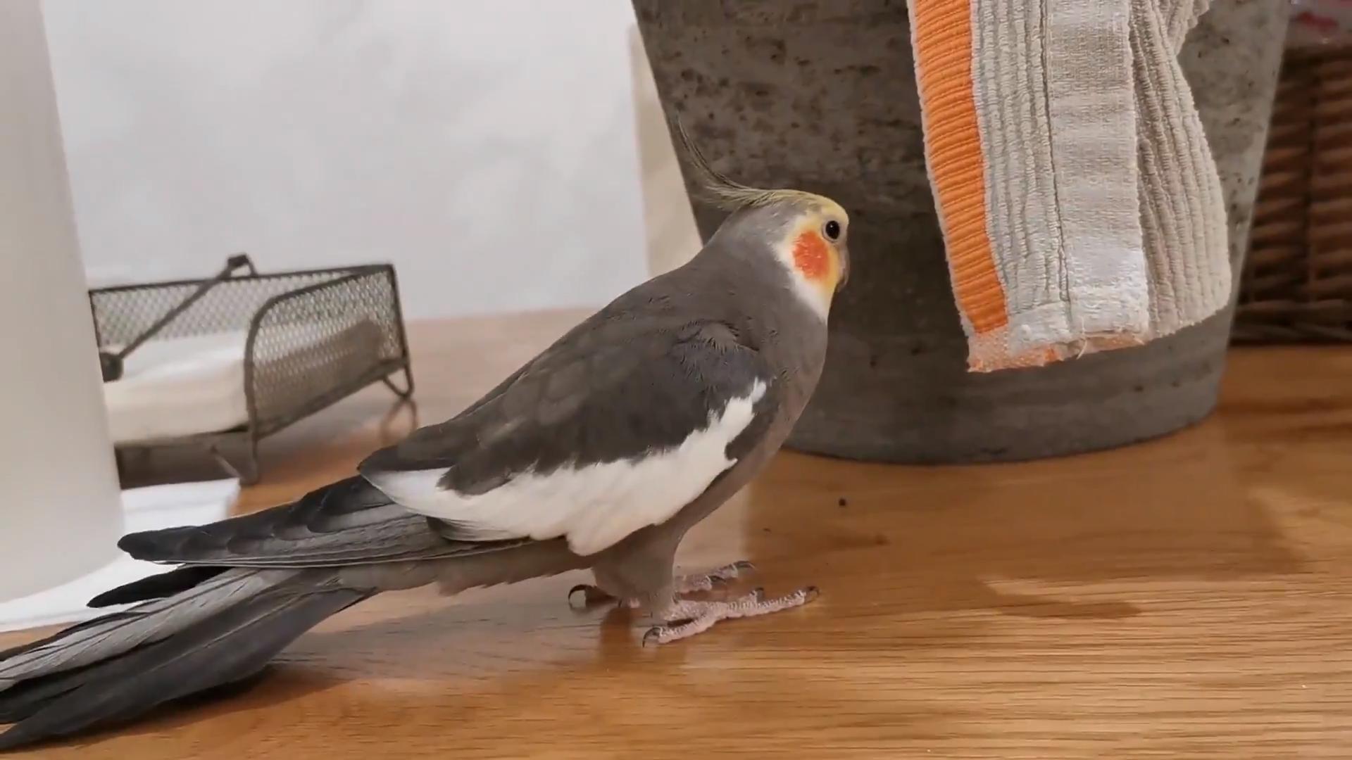 Cockatiel Parrot Whistles Tune of Animated Movie's Theme Song | Jukin ...