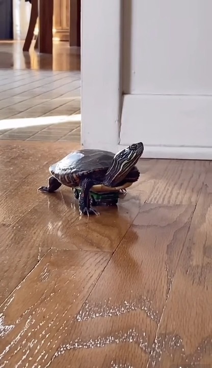 Dog Excited to Be Reunited with Owner | Jukin Licensing