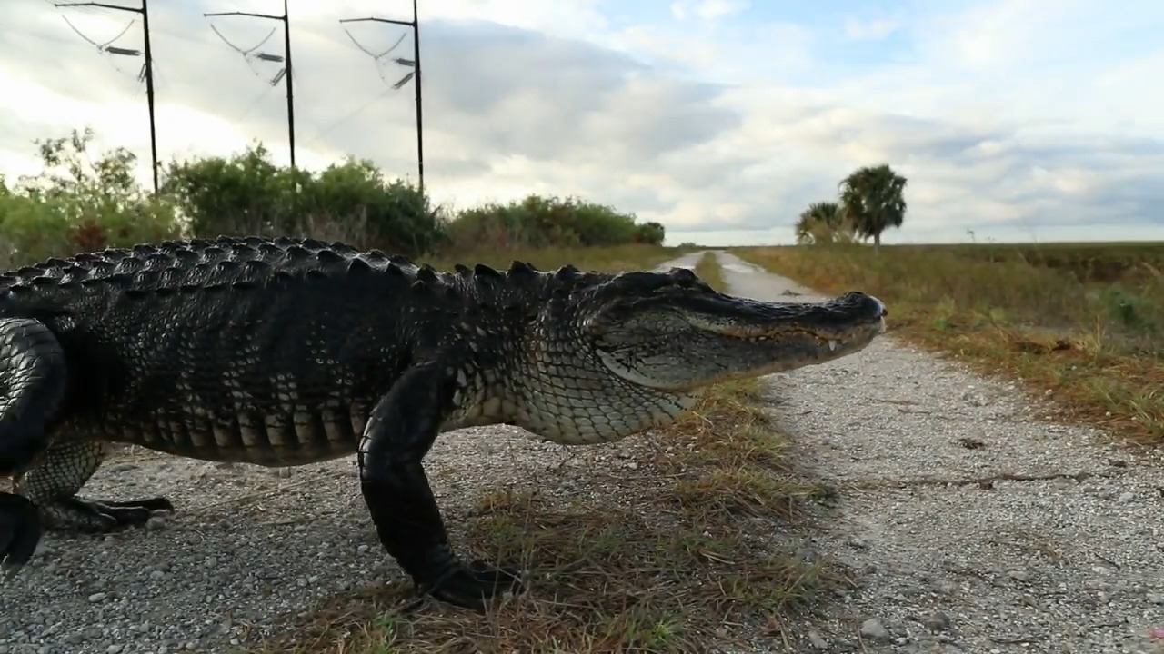 Gator Crossing | Jukin Licensing