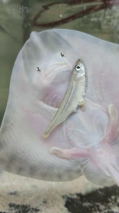Adorable Thornback Ray Struggles to Eat Their Food Off Flat Surface ...