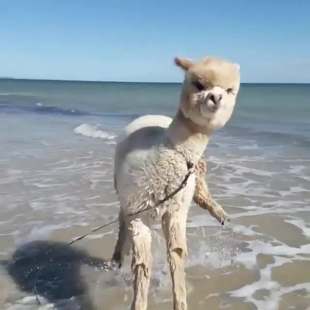 Alpaca Plays at Beach | Jukin Licensing