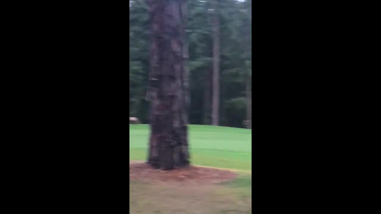 Angry Elk on Green | Jukin Licensing