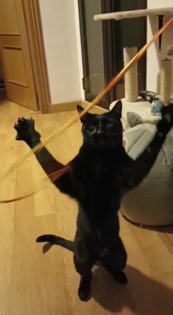Cat Tries Catching Ribbon Spinning Like Lasso | Jukin Licensing