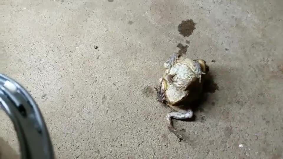 How To Stack Three Cane Toads | Jukin Licensing