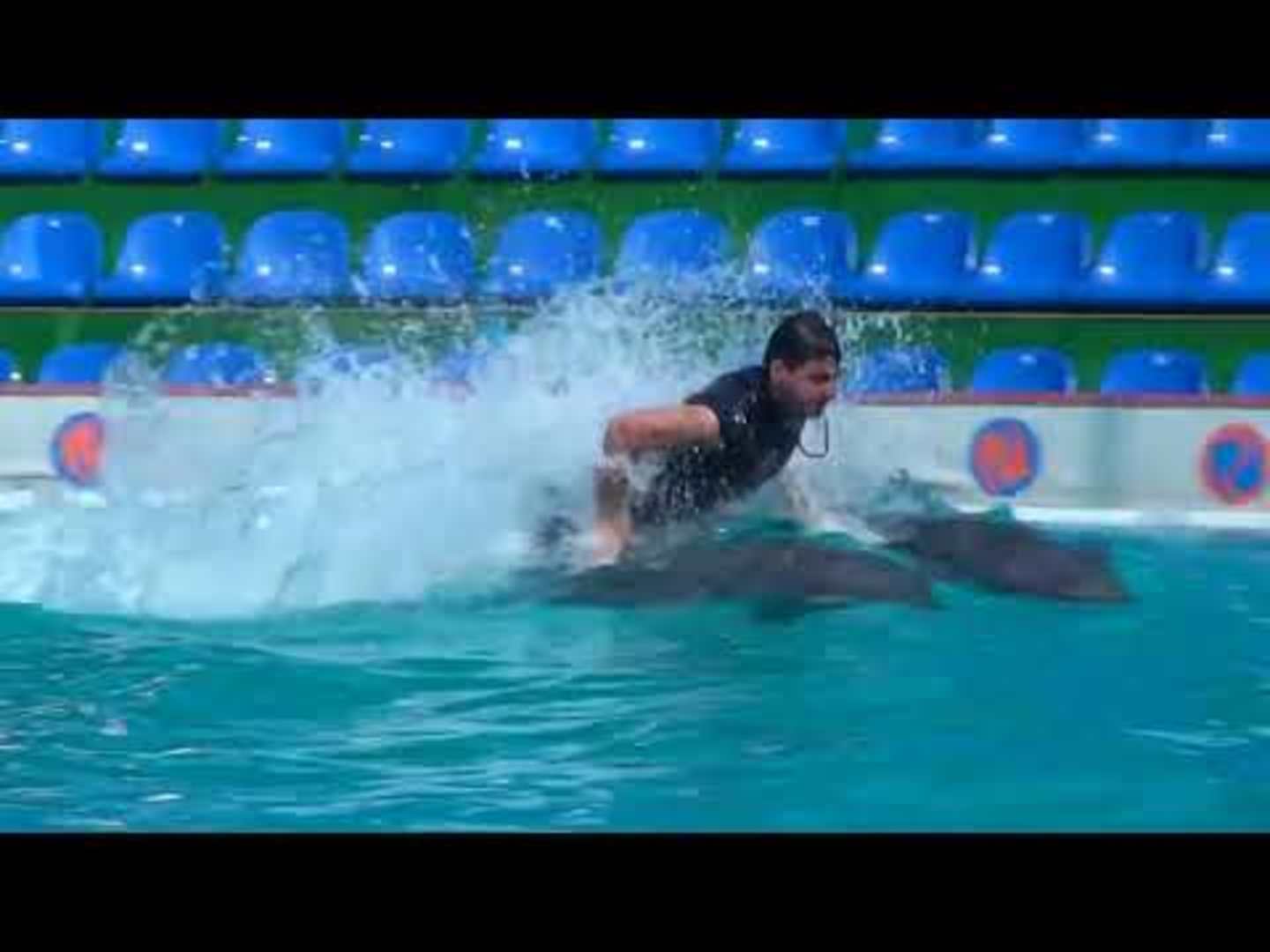 Dolphin Trainers Perform Incredible Dolphin Surfing Tricks In ...
