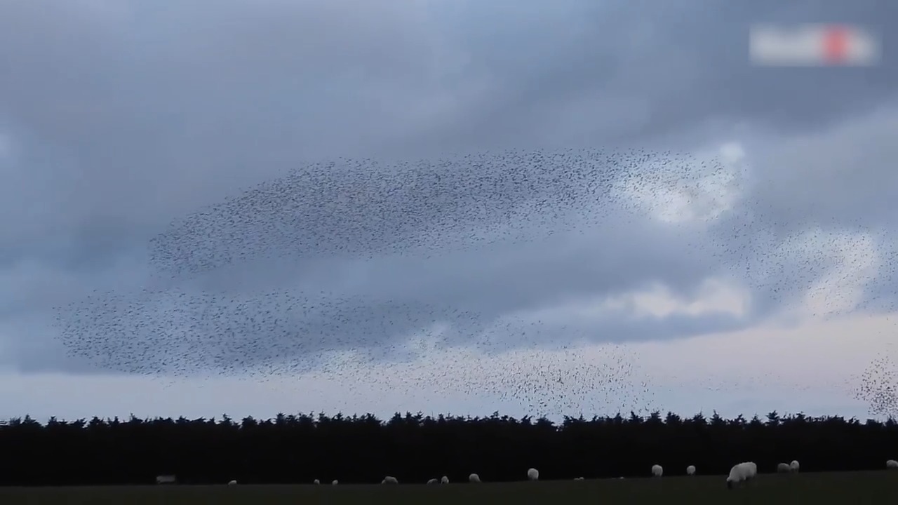 Starlings Form Stunning Patterns While Flying Across Sky in Coordinated ...