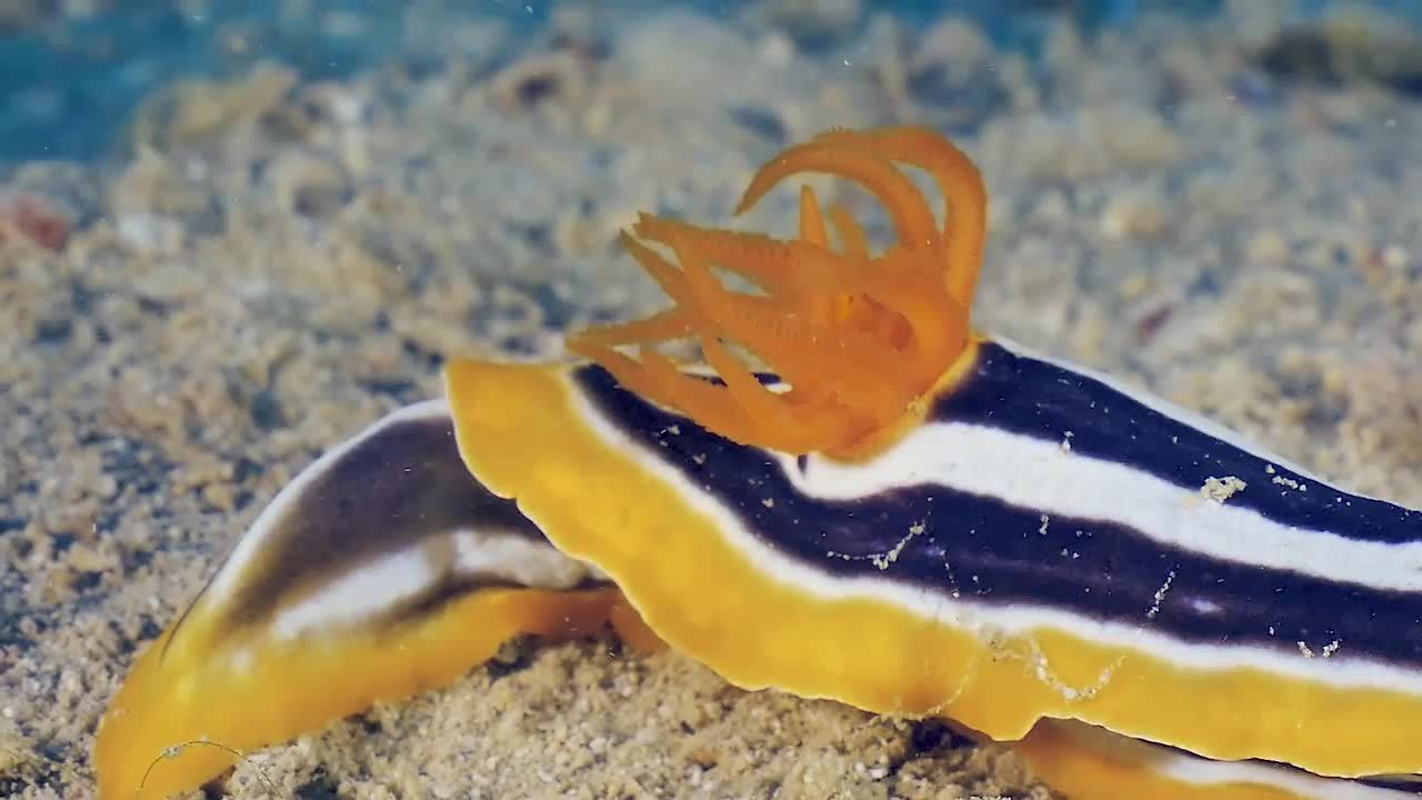 Resting Colorful Sea Slug Looks Beautiful | Jukin Licensing