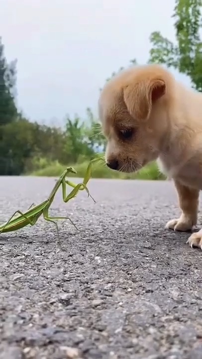Adorable Puppy Plays With Insect | Jukin Licensing