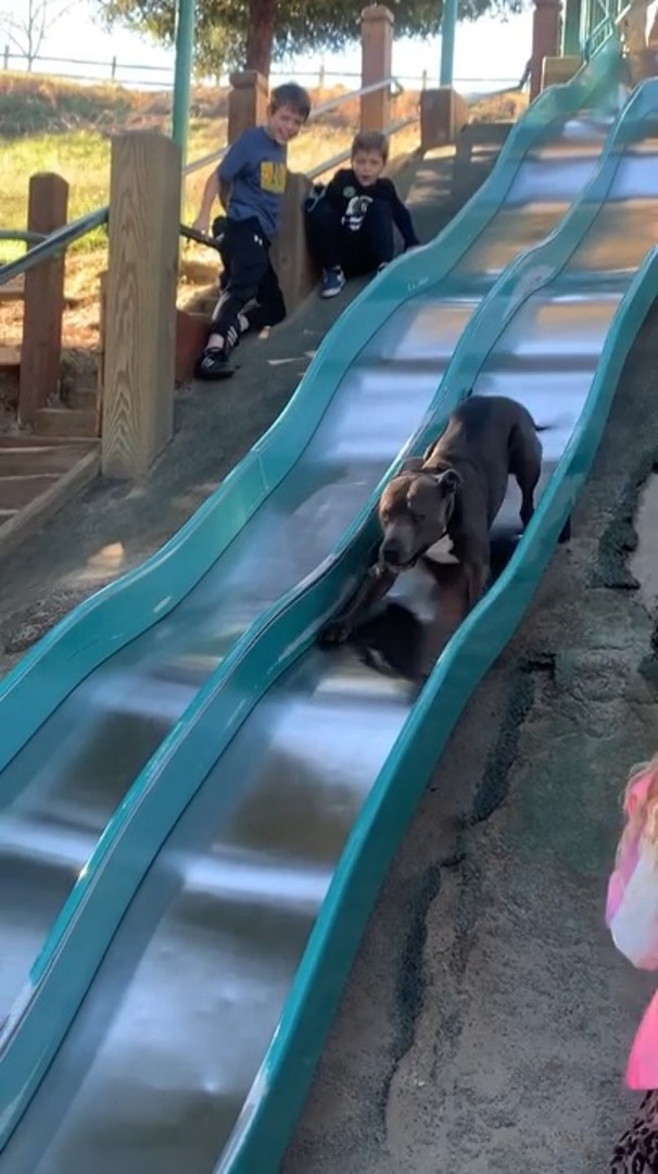 Dog Enjoys Sliding Down a Playground Slide | Jukin Licensing