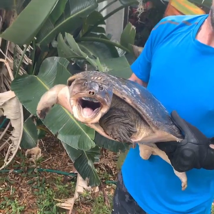 Long Neck Snapping Turtle Saved | Jukin Licensing