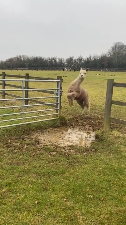 Alpacas Adorably Try to Jump Over Puddle | Jukin Licensing