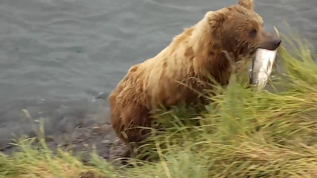 Bear With Fish in Mouth | Jukin Licensing