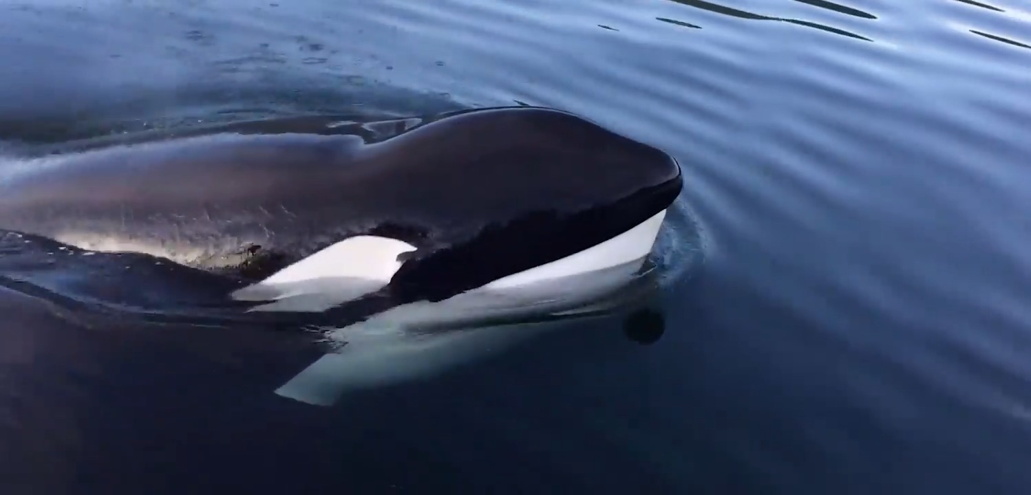 Friendly Orca Whale Appears Near Tourists' Boat | Jukin Licensing