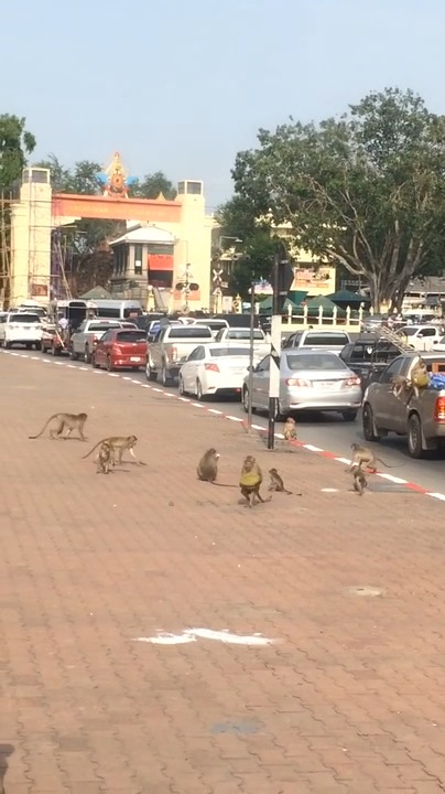 Thieving Monkeys | Jukin Licensing