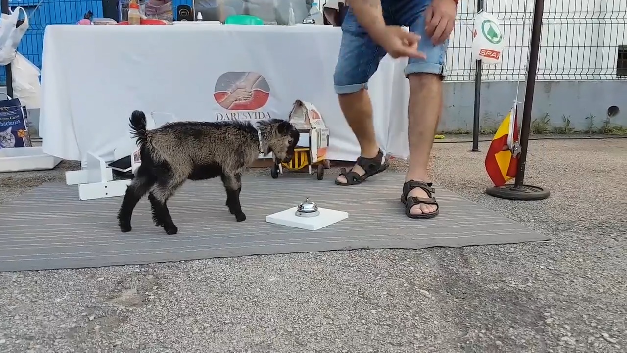 Talented Animals Show Off Tricks | Jukin Licensing