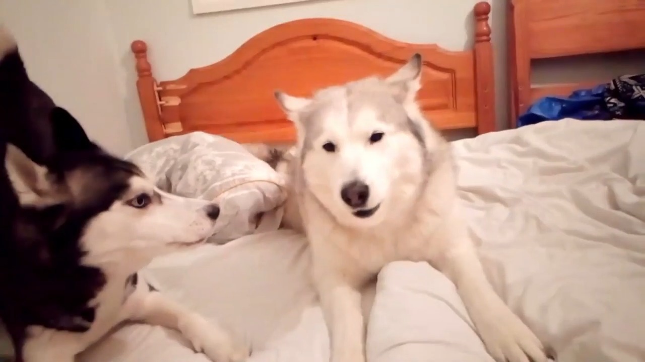 Two Huskies Talking To Each Other | Jukin Licensing