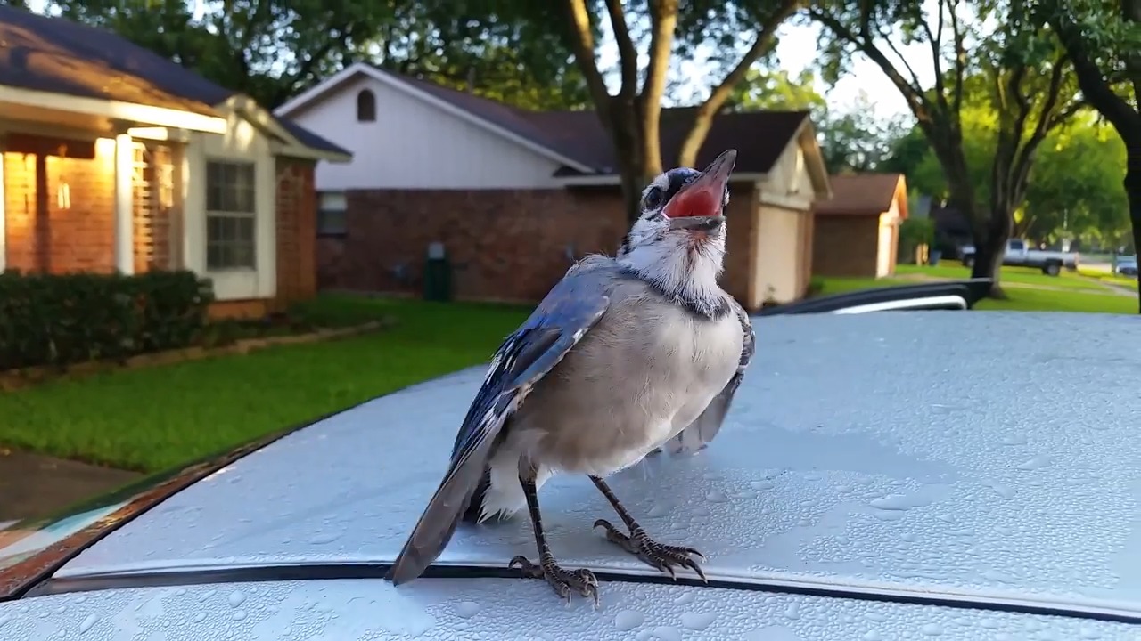 Blue Jay Buddy | Jukin Licensing