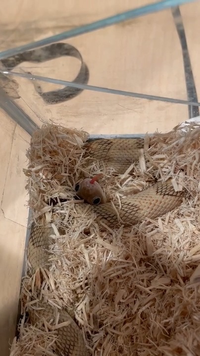 Snake Buried Under Straw Flicks Their Tongue | Jukin Licensing