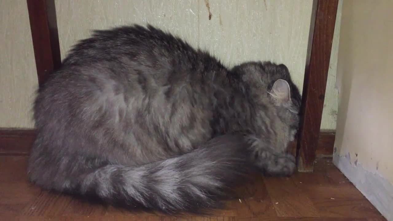 Cute Cat Gets Scolded | Jukin Licensing