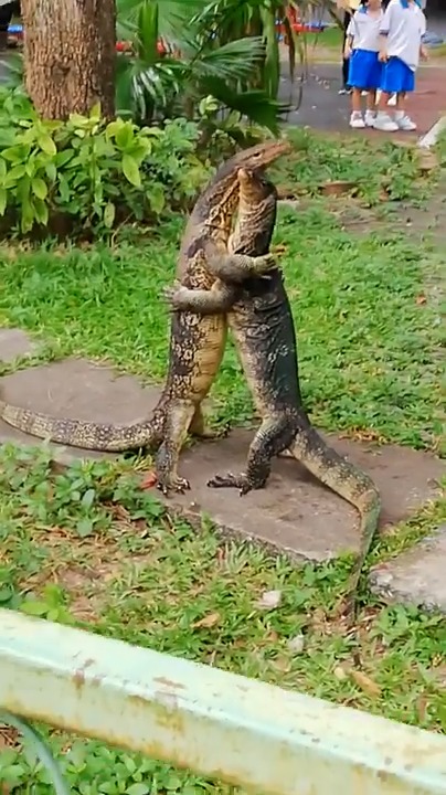 Dueling Monitor Lizards | Jukin Licensing