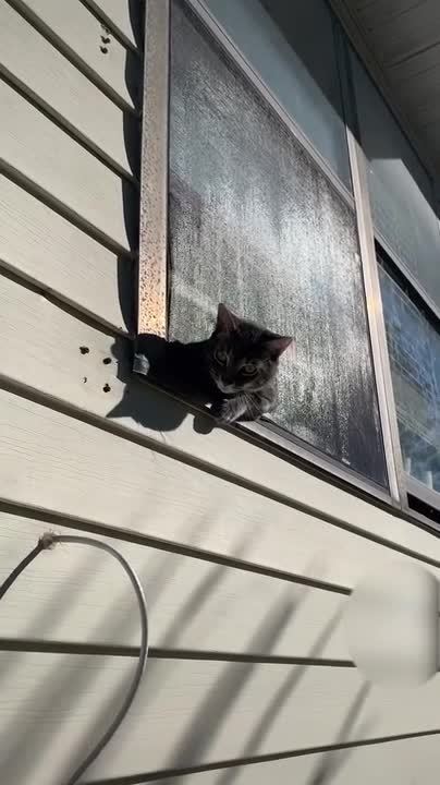 Owner Catches Cat Breaking Through Window Screen | Jukin Licensing