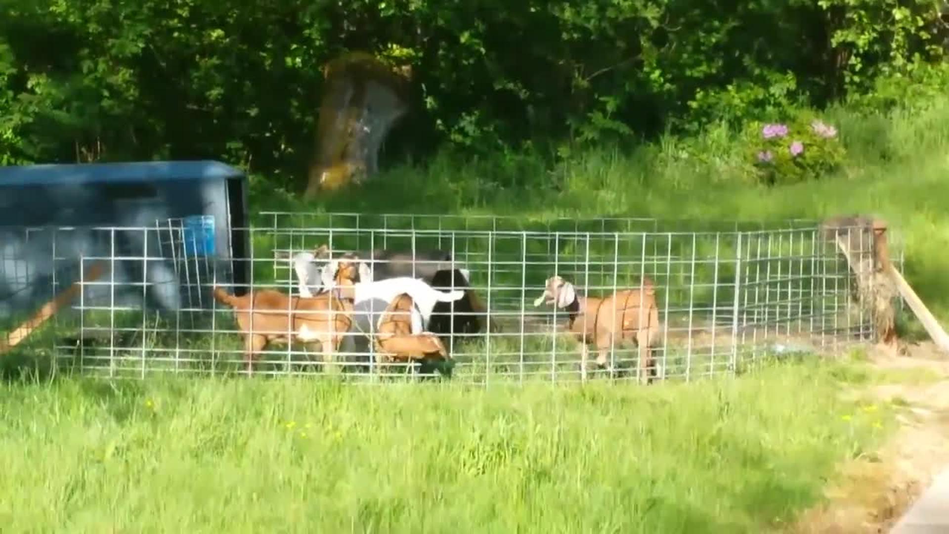 Goats Greet Keeper When He Returns Home | Jukin Licensing