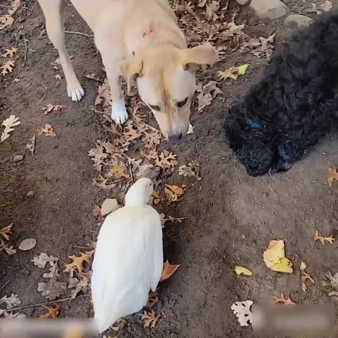 Dogs And Duck Together Look For Food On Ground | Jukin Licensing