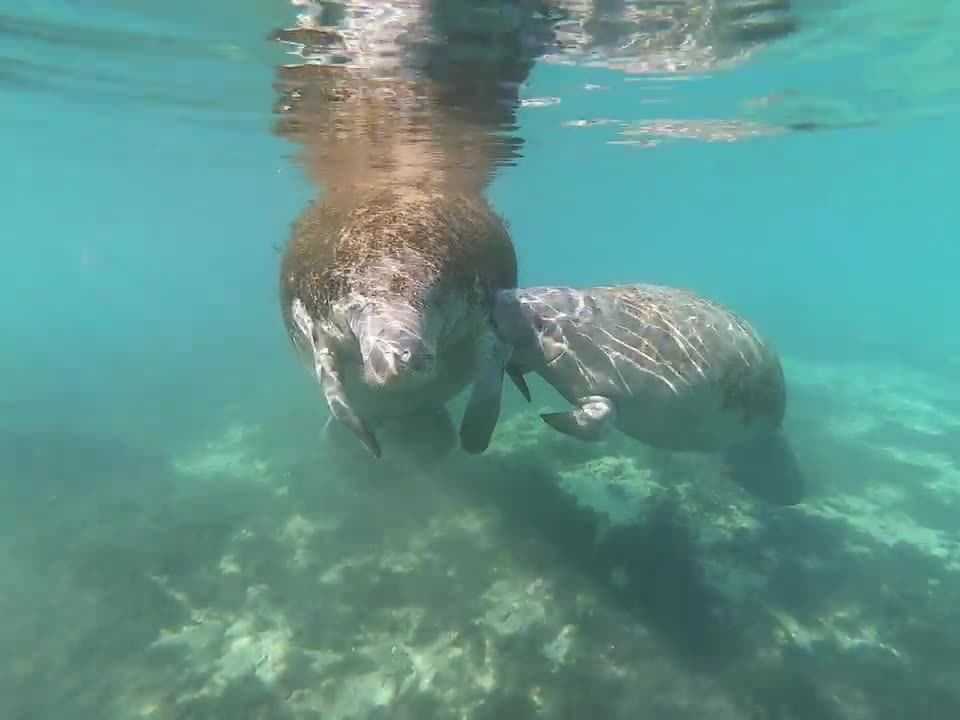 Momma Manatee Pushing Away Male Manatee | Jukin Licensing