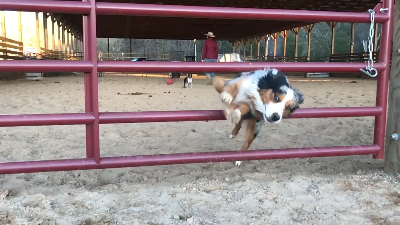 Doggo Make Graceful Jump through Gap in Gate | Jukin Licensing