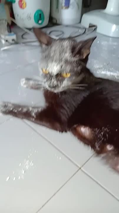 Cat Covered in Flour | Jukin Licensing