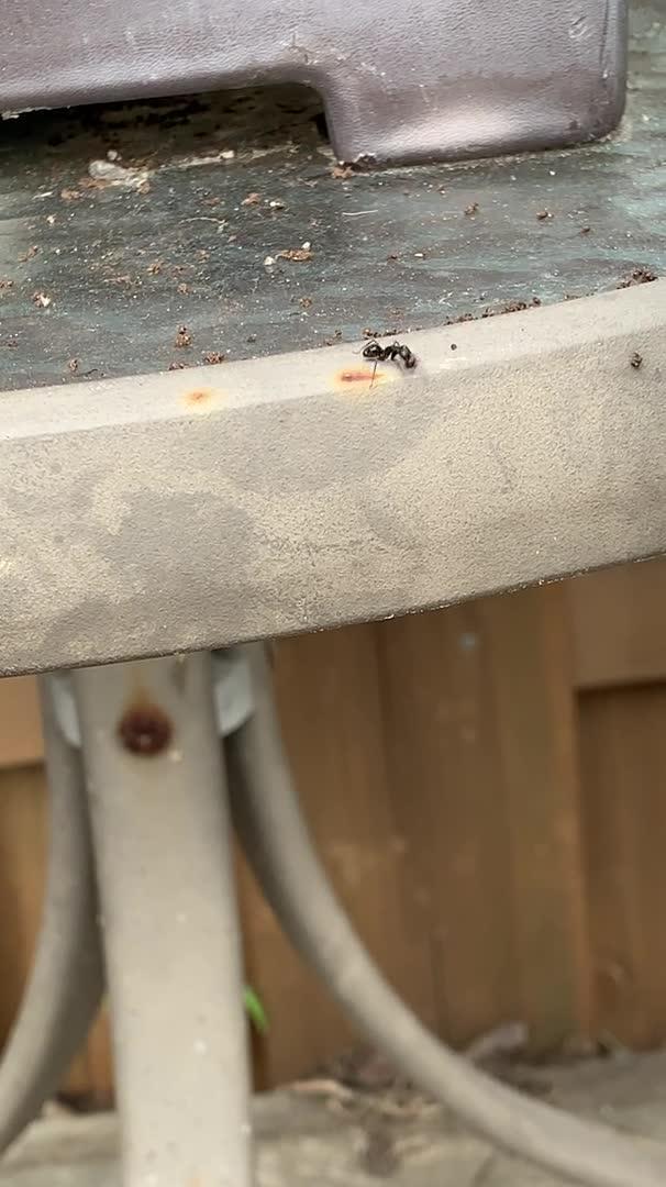 Ants Throw Dirt From Table Onto Deck Below | Jukin Licensing