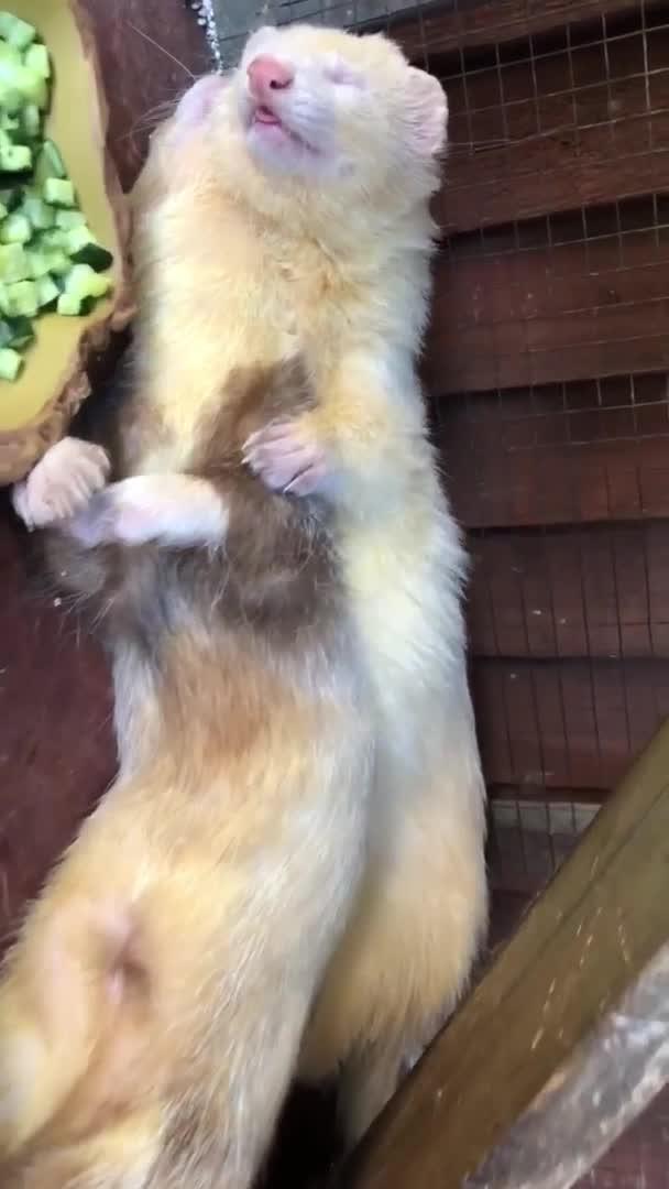 Ferrets Cuddle While Sleeping Together | Jukin Licensing