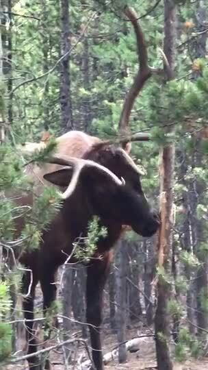 Bull Elk in Rut Rubbing Antlers on Trees | Jukin Licensing